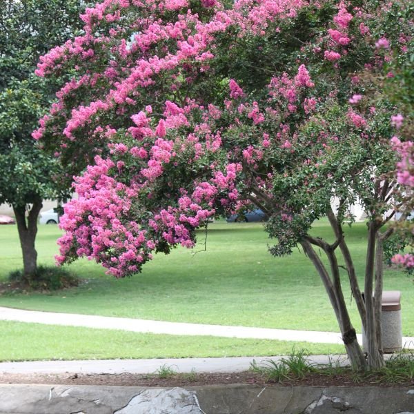 Gorgeous and Healthy Tree Forms | Nature Hills Nursery