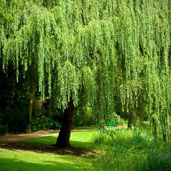 Wetland Tree Types Available Online | Nature Hills Nursery