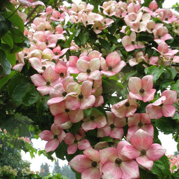Satomi Dogwood Trees | Buy Online at Nature Hills Nursery Satomi Dogwood Trees | Buy Online at Nature Hills Nursery