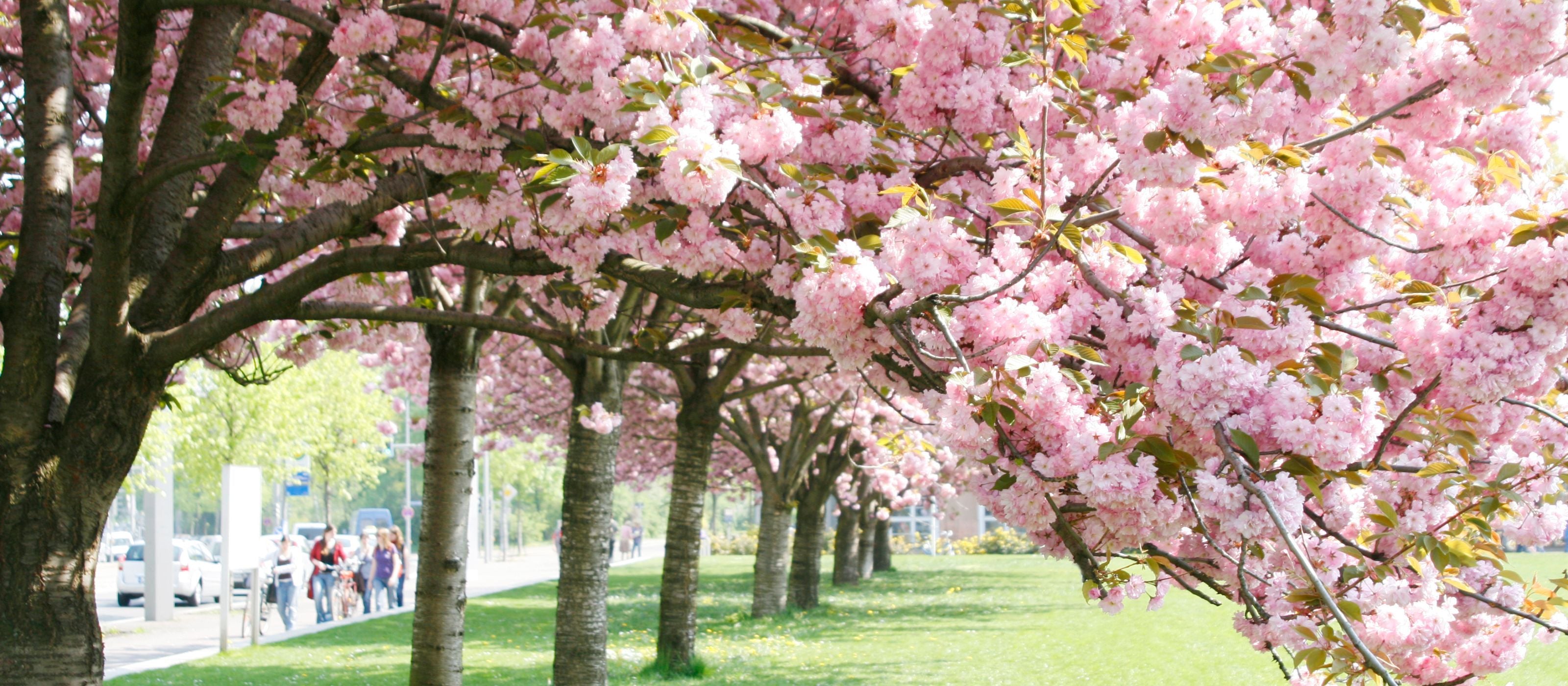 Nature Hills Nursery | America's Largest Online Plant Nursery