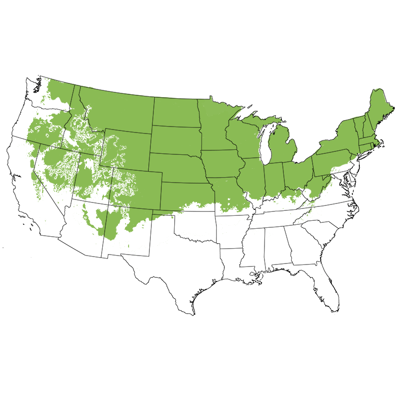First Editions® Iceberg Alley® Sageleaf Willow| NatureHills.com ...