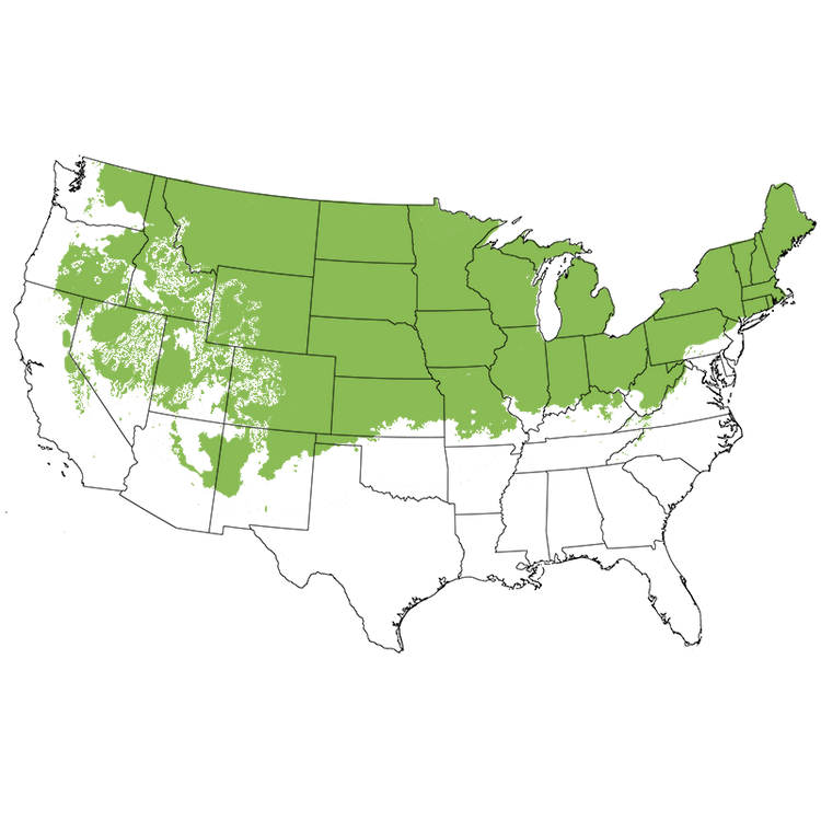 First Editions® St Croix™ American Elm| Naturehills.com