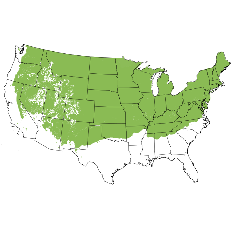 Baker's Colorado Blue Spruce Tree | Buy Now At NatureHills.com