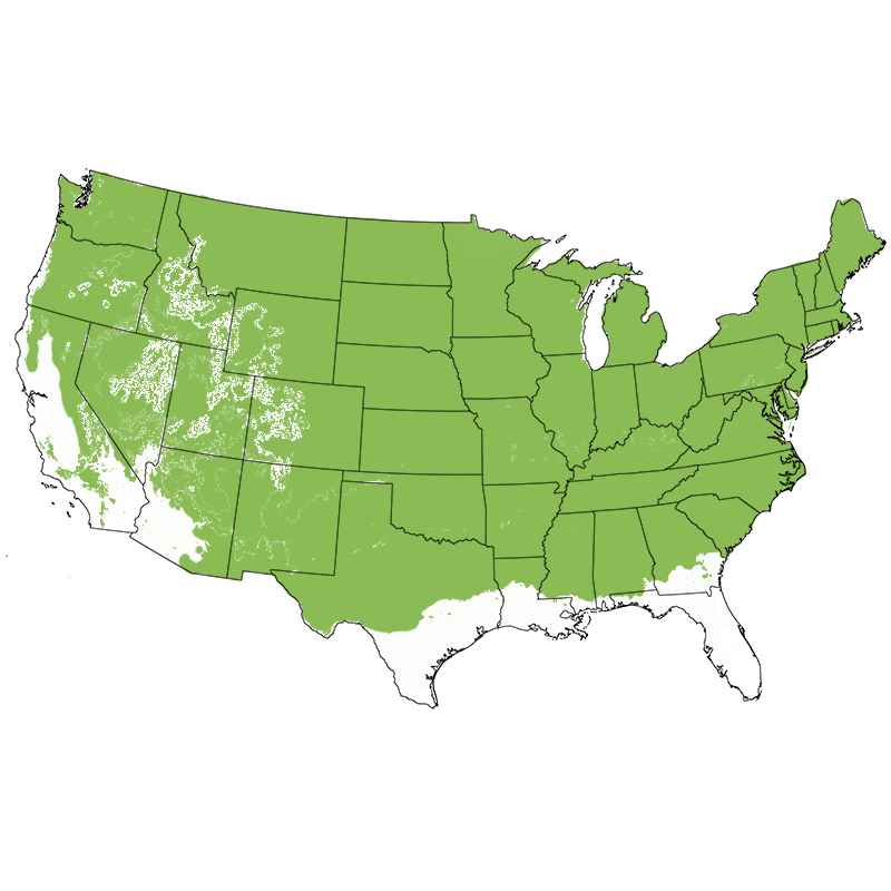 American Sentry Linden Tree | NatureHills.com