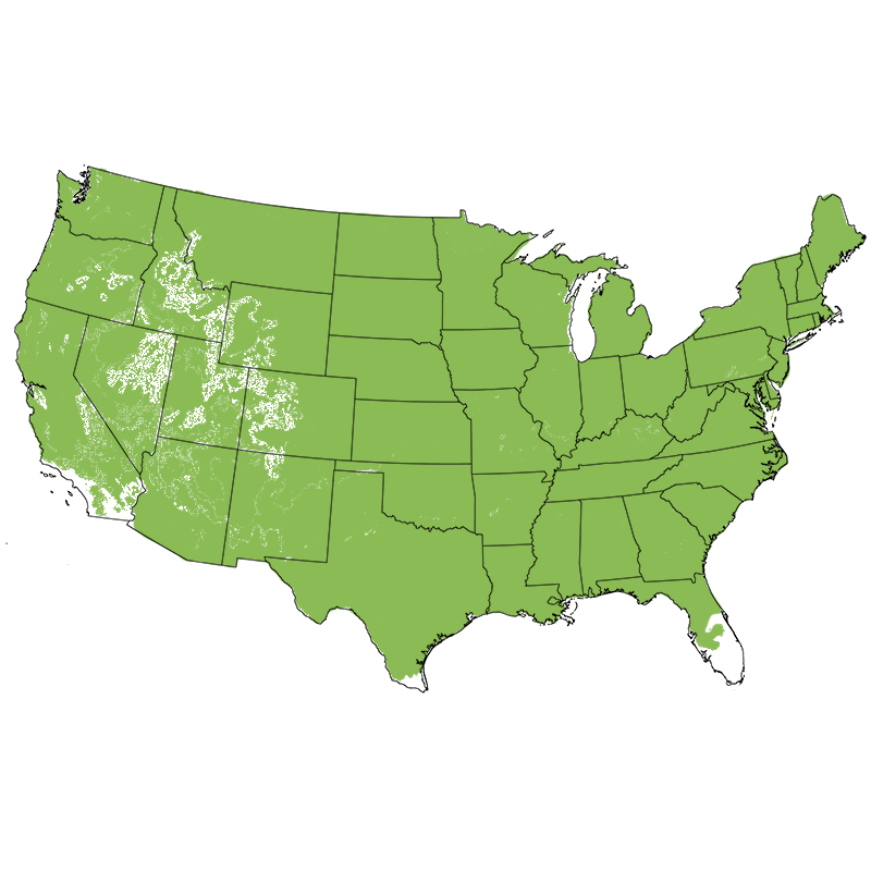 Blue Angel Hosta | Buy at Nature Hills Nursery