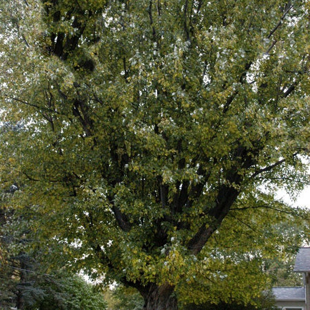 Maple Tree Root Systems: A Homeowner's Guide