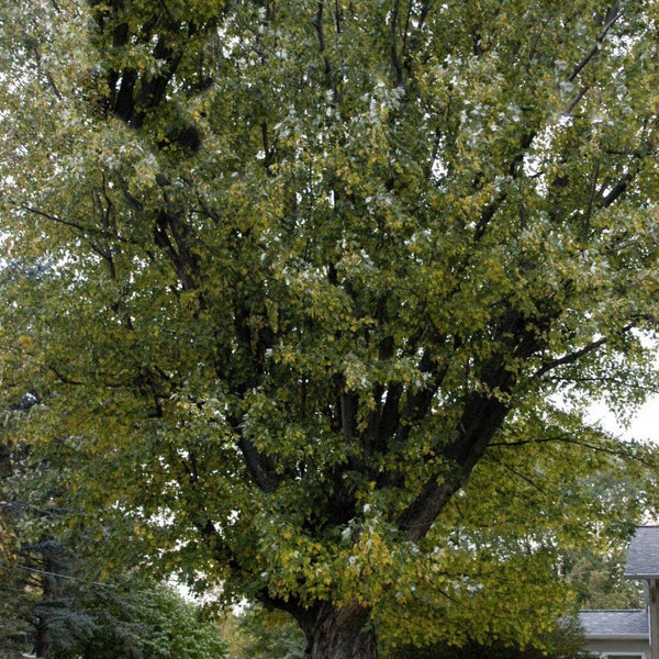 Maple Tree Root Systems: A Homeowner's Guide