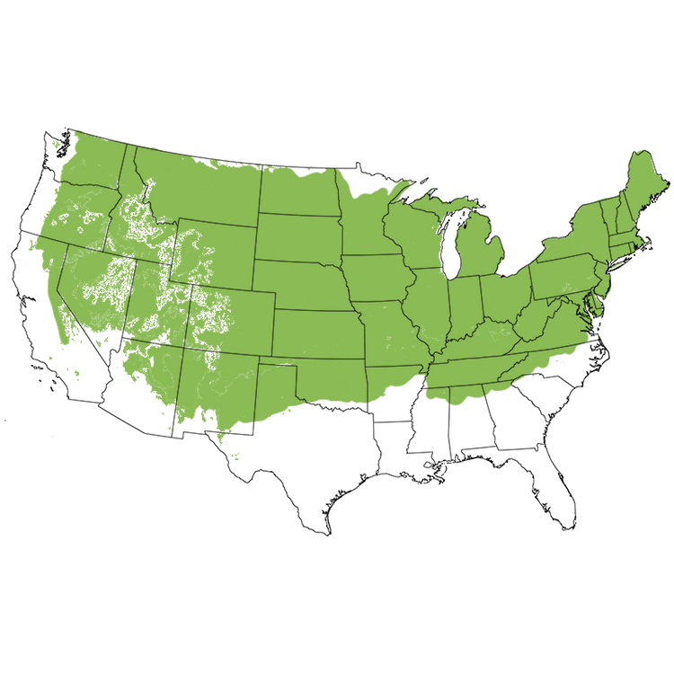 Caroline Raspberry Bush For Sale | NatureHills.com