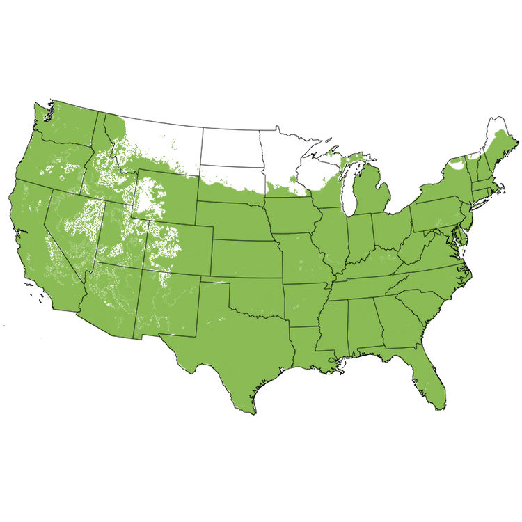 Moonglow® Sweet Bay Magnolia Tree| Buy at Nature Hills Nursery