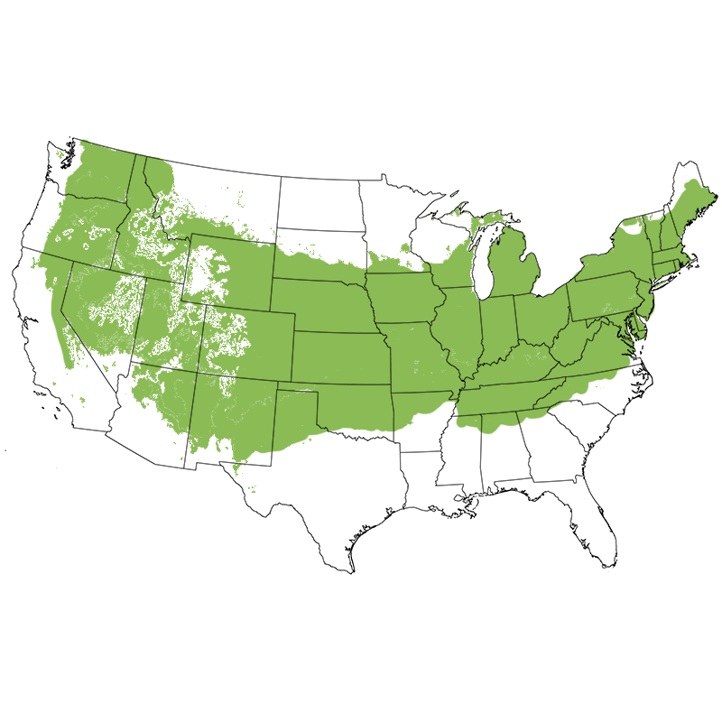Lambert Sweet Cherry Tree For Sale | NatureHills.com – Nature Hills Nursery