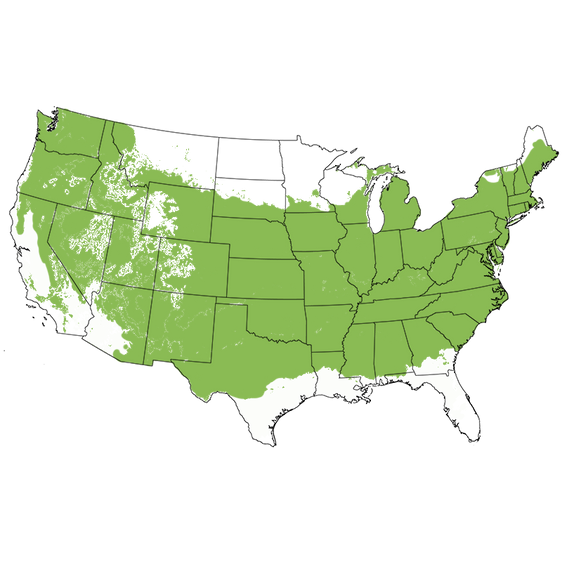 Purple Pony Flowering Plum Tree | NatureHills.com