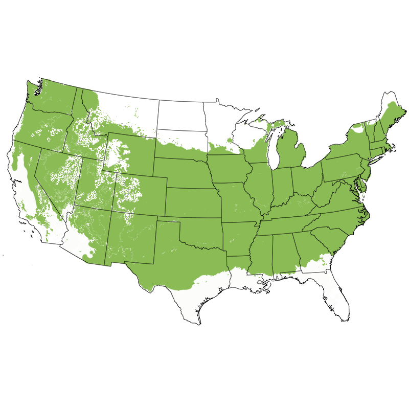 Tulare Cherry Tree | Buy at NatureHills.com