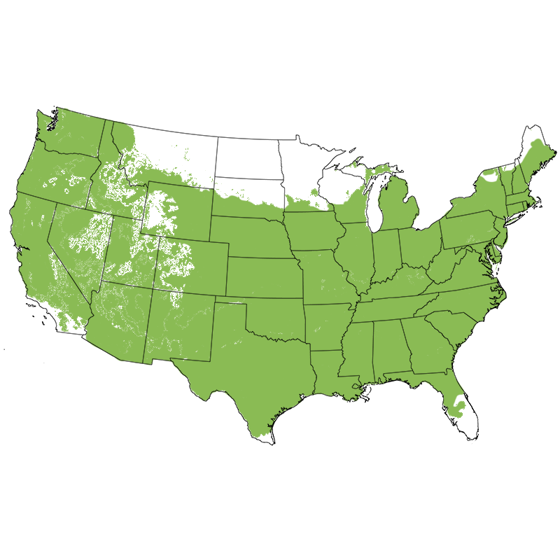 Toy Soldier Oakleaf Hydrangea For Sale at NatureHills.com