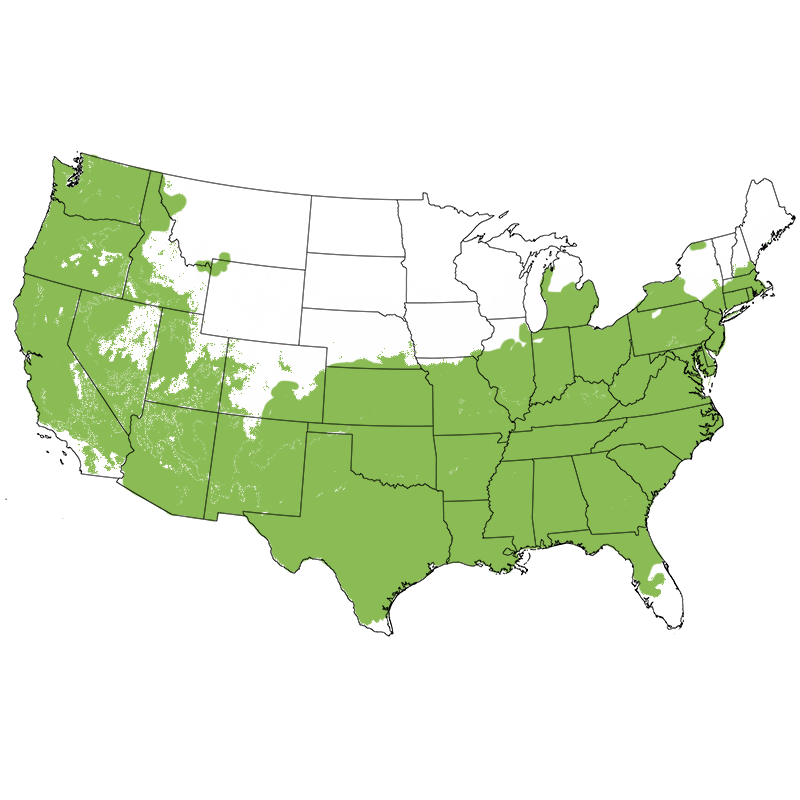 Whitewater Weeping Redbud Tree | At NatureHills.com