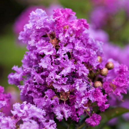 Purple Magic Crape Myrtle Tree | Buy at NatureHills.com
