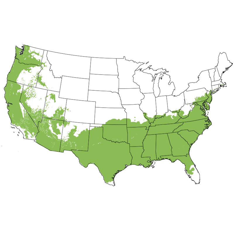 First Editions® Purple Magic Crape Myrtle Tree| NatureHills.com