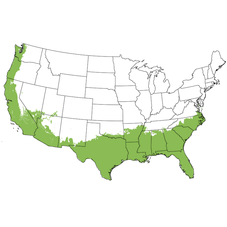 Little Ollie® Dwarf Olive Tree| NatureHills.com