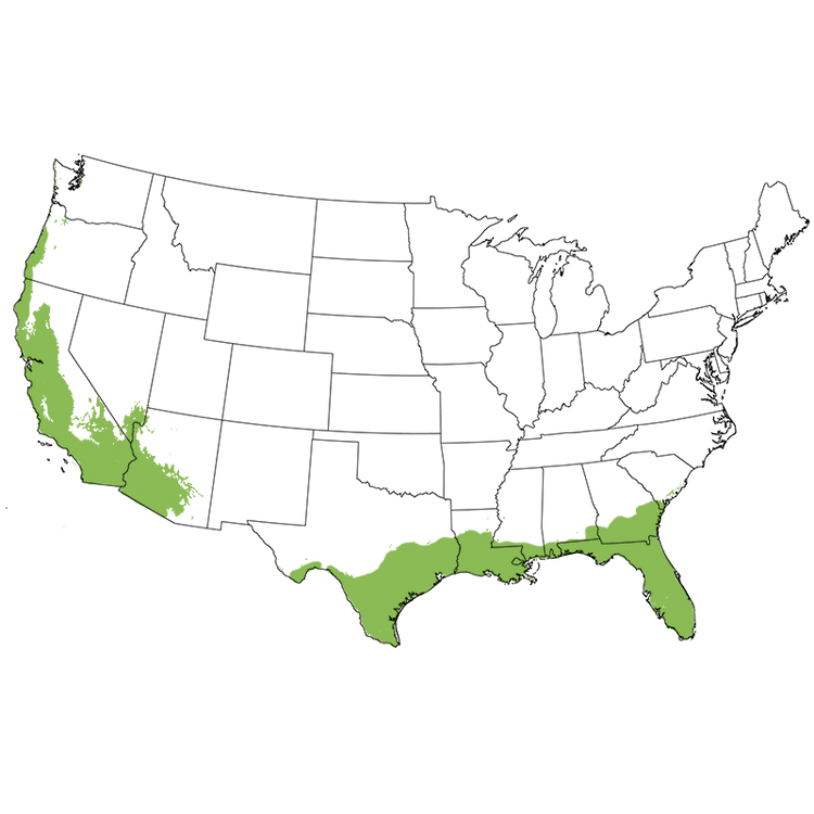 Bacon Avocado Trees Accessible Online | NatureHills.com