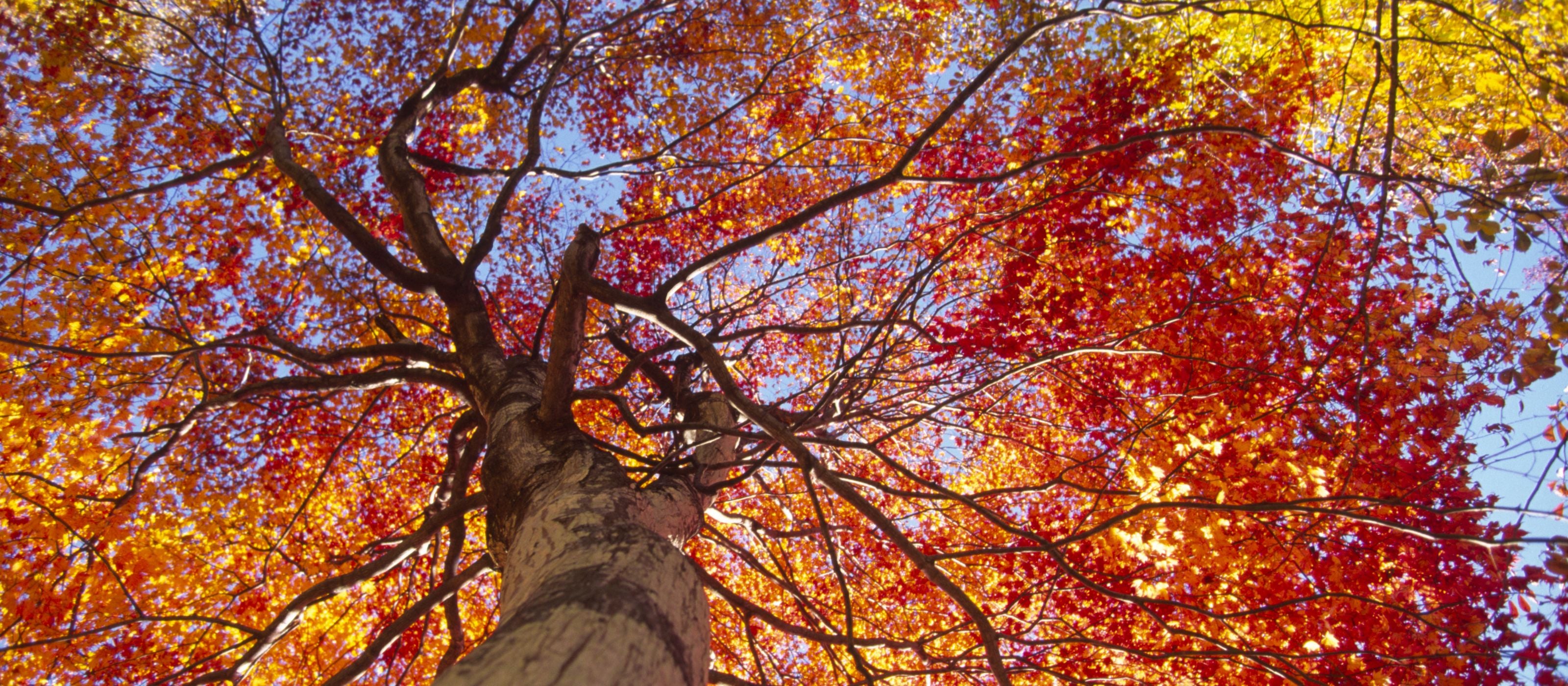 Nature Hills Nursery | America's Largest Online Plant Nursery