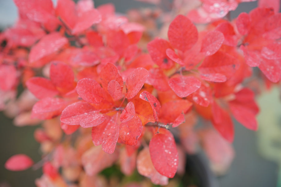 Winecraft Gold® Smokebush | Golden Foliage Shrub | Nature Hills