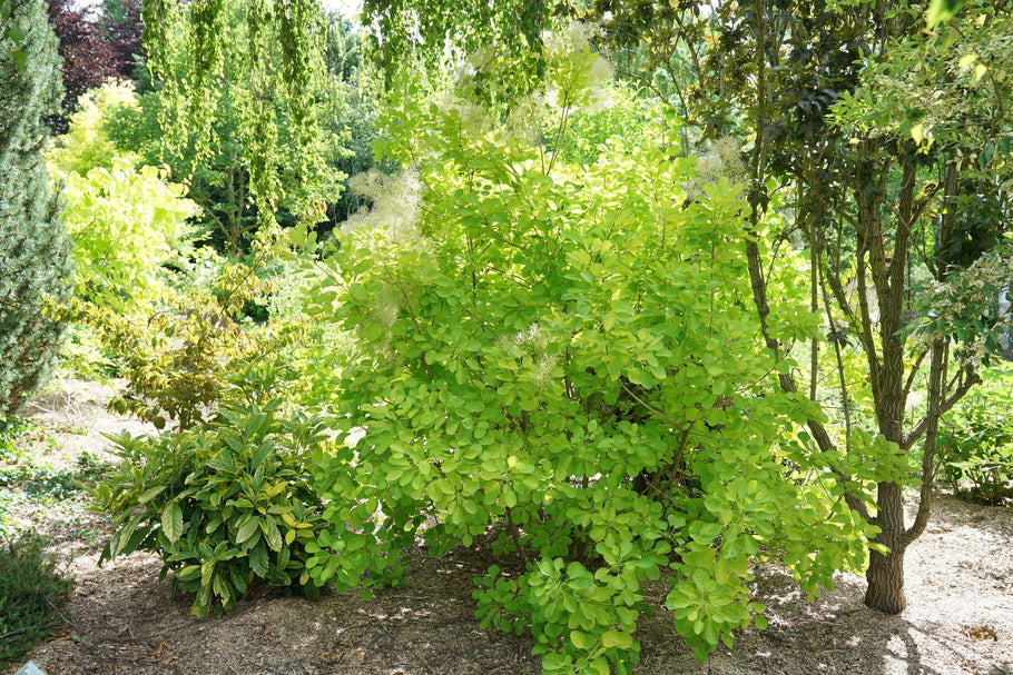 Winecraft Gold® Smokebush | Golden Foliage Shrub | Nature Hills