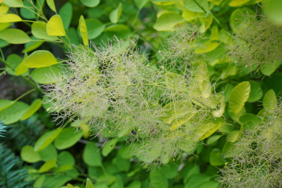 Winecraft Gold® Smokebush | Golden Foliage Shrub | Nature Hills