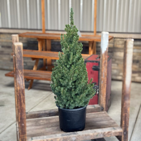 Spruce Tree Identification Guide