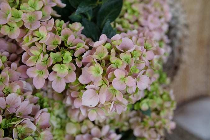 Fairytrail Fresco Hydrangea | Early Blooming Cascader | Nature Hills