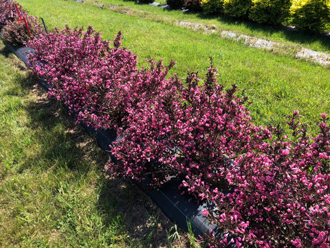 Very Fine Wine® Weigela | Compact Dark Foliage | Nature Hills