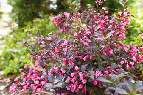 Very Fine Wine® Weigela | Compact Dark Foliage | Nature Hills