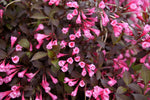Very Fine Wine® Weigela | Compact Dark Foliage | Nature Hills