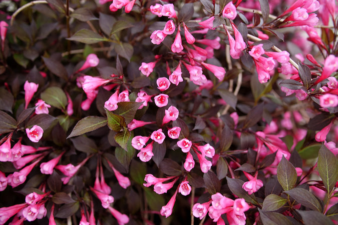 Very Fine Wine® Weigela | Compact Dark Foliage | Nature Hills