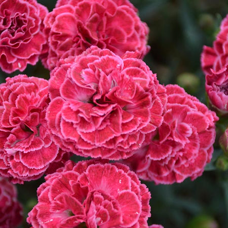 Fruit Punch® Raspberry Ruffles Dianthus | Buy at NatureHills.com