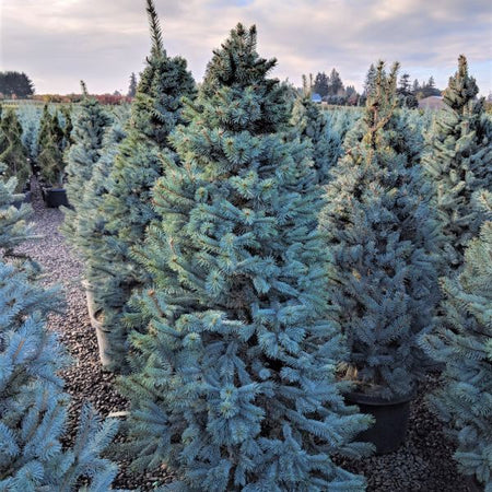 Baker's Colorado Blue Spruce Tree | Buy at NatureHills.com