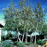 Whitespire Birch Tree | Buy at NatureHills.com