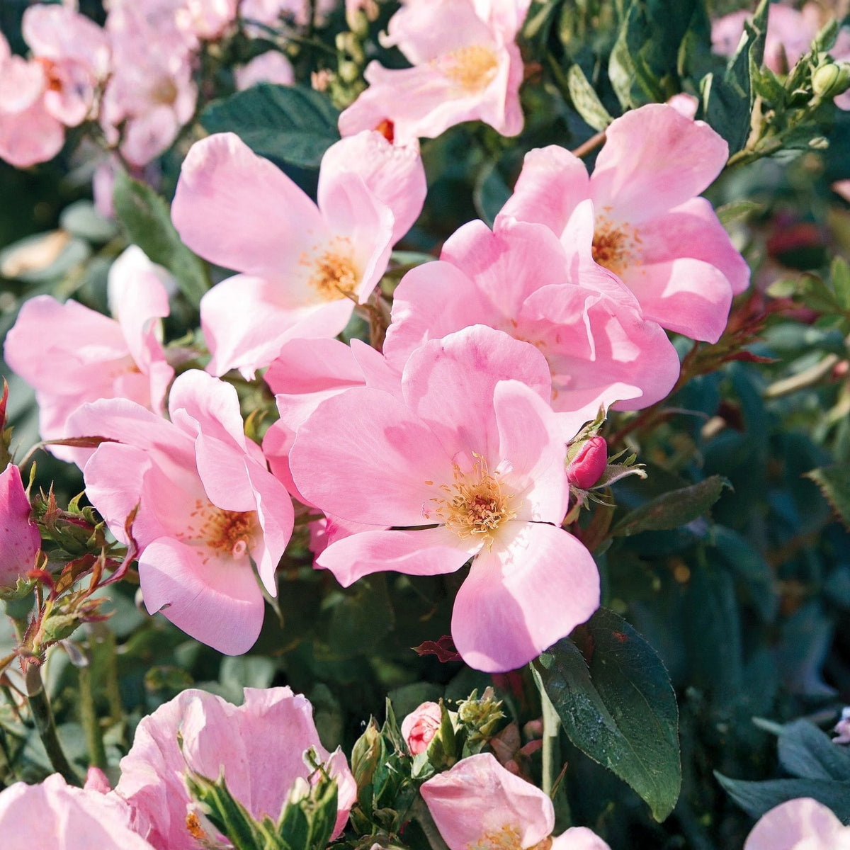 Blushing Knock Out® Shrub Rose | Buy at NatureHills.com