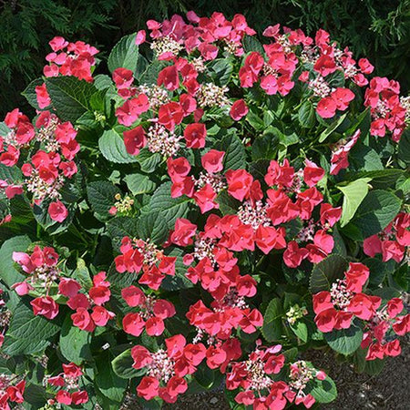 Cherry Explosion™ Hydrangea | Buy at NatureHills.com