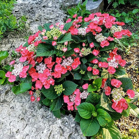 Cherry Explosion™ Hydrangea | Buy at NatureHills.com