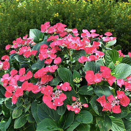 Cherry Explosion™ Hydrangea | Buy at NatureHills.com