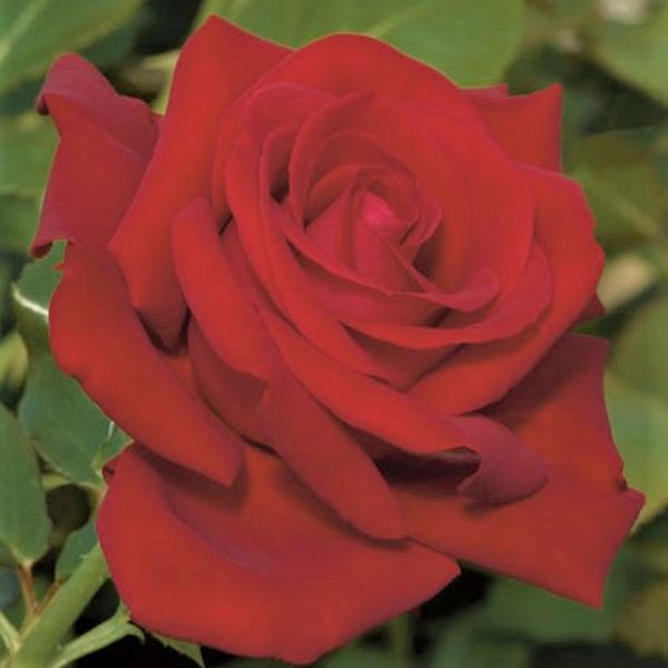 Drop Dead Red™ Floribunda Rose | Buy at NatureHills.com