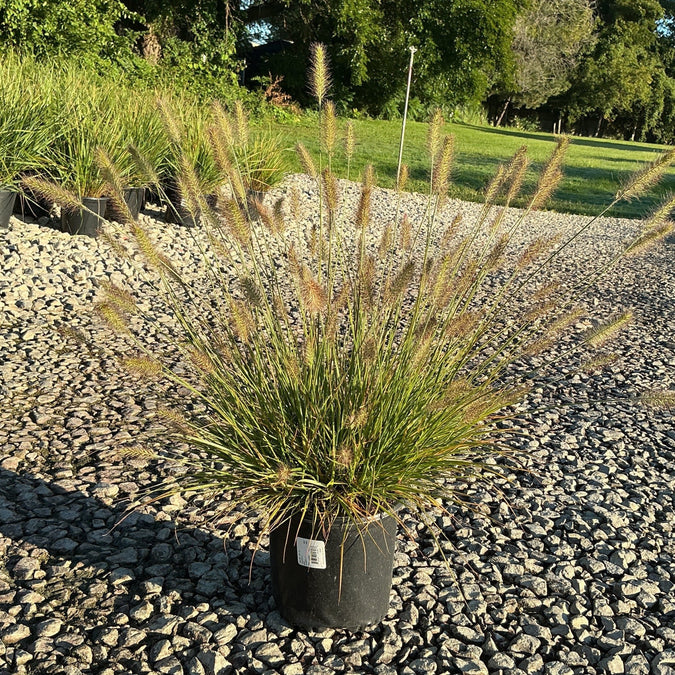 Dwarf Fountain Grass | Buy at NatureHills.com