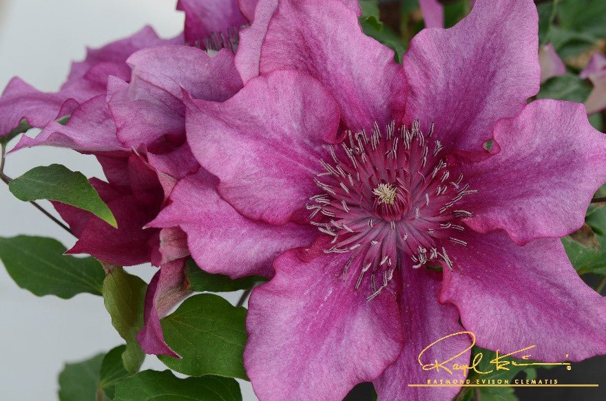 Elodi™ Clematis | Buy at NatureHills.com