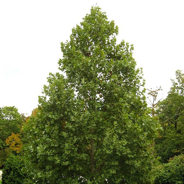 Exclamation!™ London Planetree | Buy at NatureHills.com