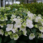 Fairytrail Bride® Cascade Hydrangea® | Buy at NatureHills.com