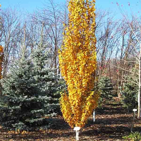 Parkland Pillar® Birch Tree | Buy at NatureHills.com