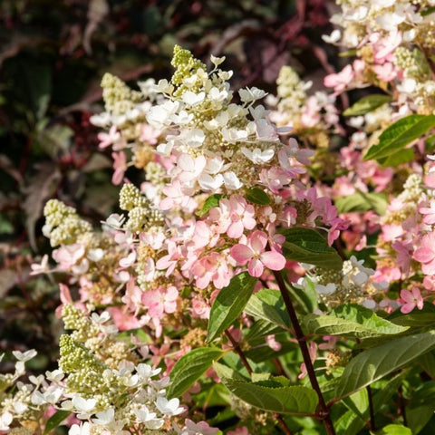 FLARE™ Panicle Hydrangea | White to Red Color Show | Nature Hills