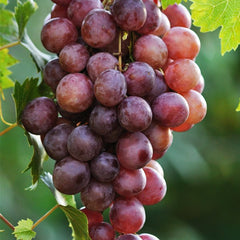 10 Easy Grapevines for Beginner Gardeners