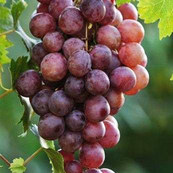 10 Easy Grapevines for Beginner Gardeners