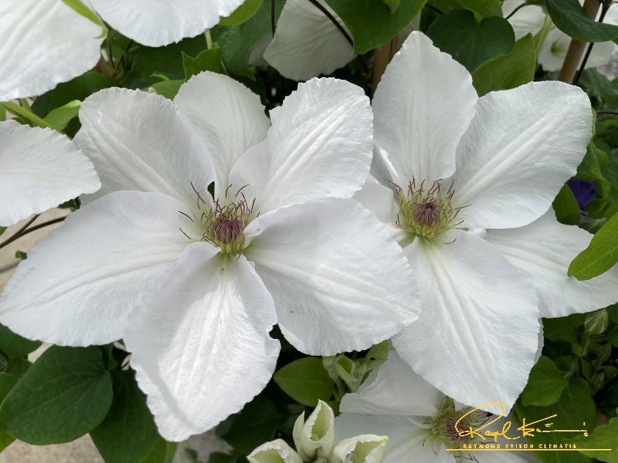 Guernsey Flute™ Clematis | Buy at NatureHills.com