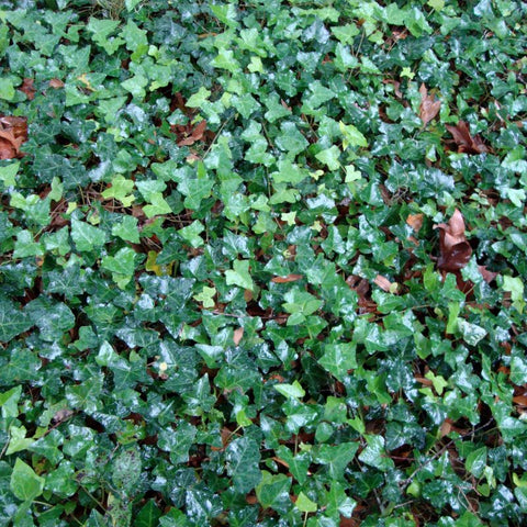 Thorndale English Ivy | Buy at NatureHills.com
